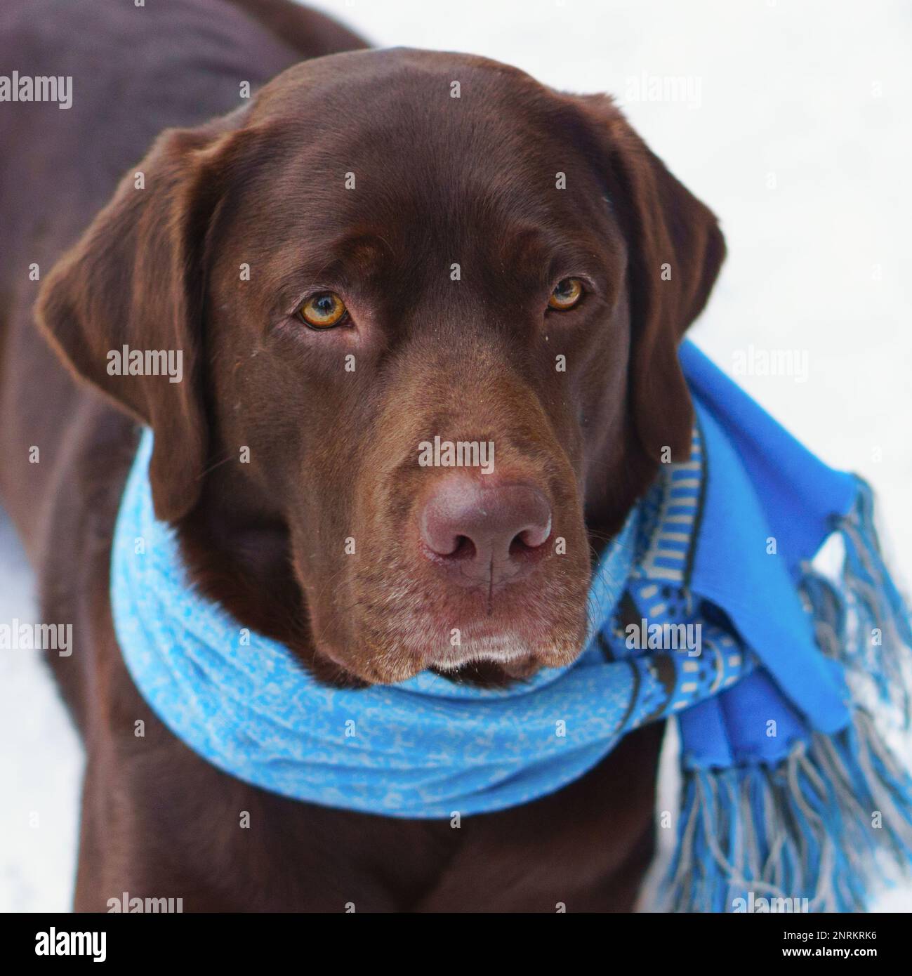 Purebreed adorable brown labrador retriever dog wearing blue scarf ...