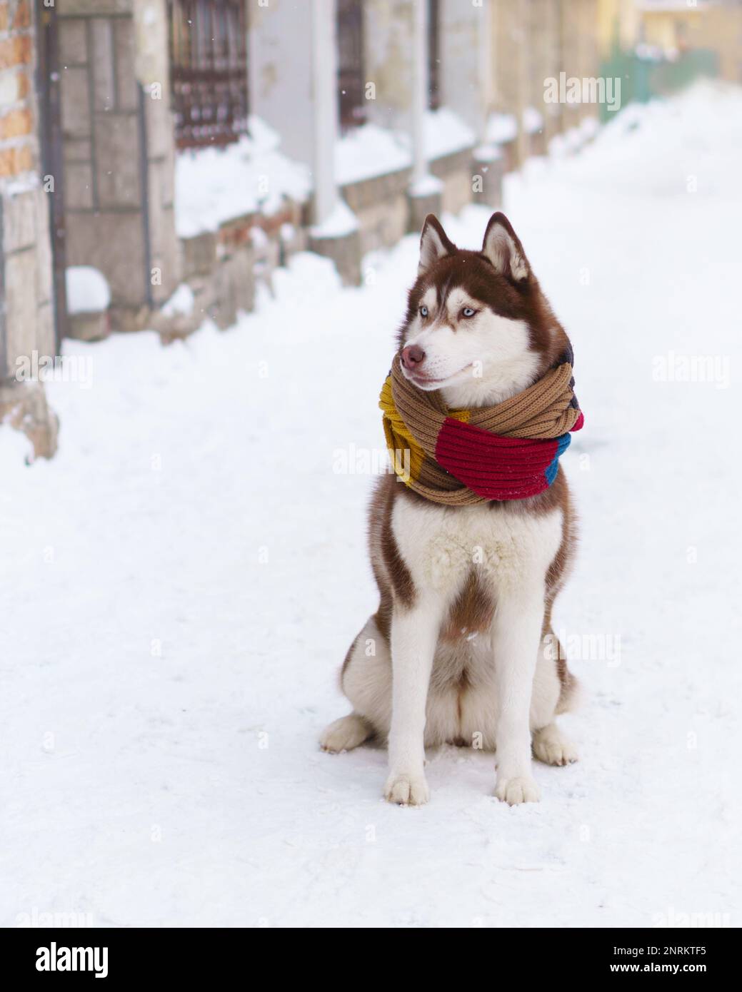 Siberian Husky puppy dog wearing red, yellow, brown scarf sitting on ...