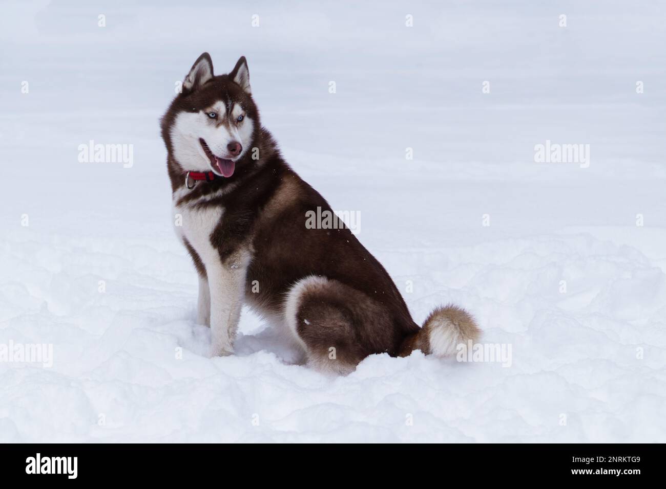 Siberian Husky puppy dog wearing red collar sit on snow. Winter in park ...
