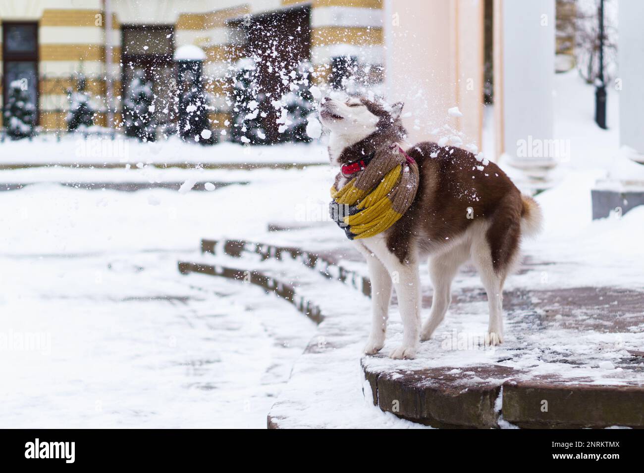 Siberian Husky puppy dog wearing red, yellow, brown scarf jumping ...