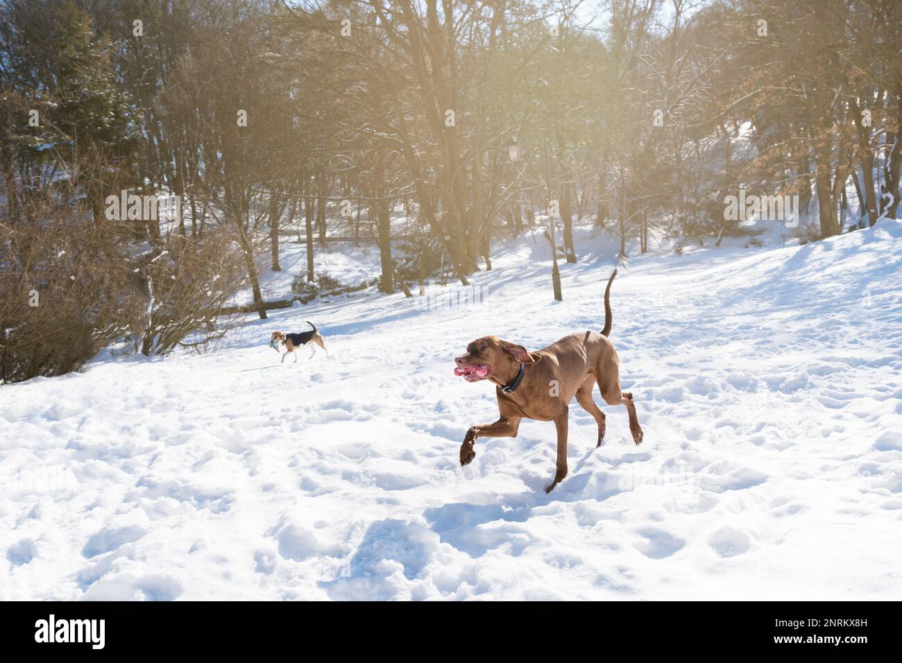 Beagle wearing warm winter coat hi-res stock photography and images - Alamy