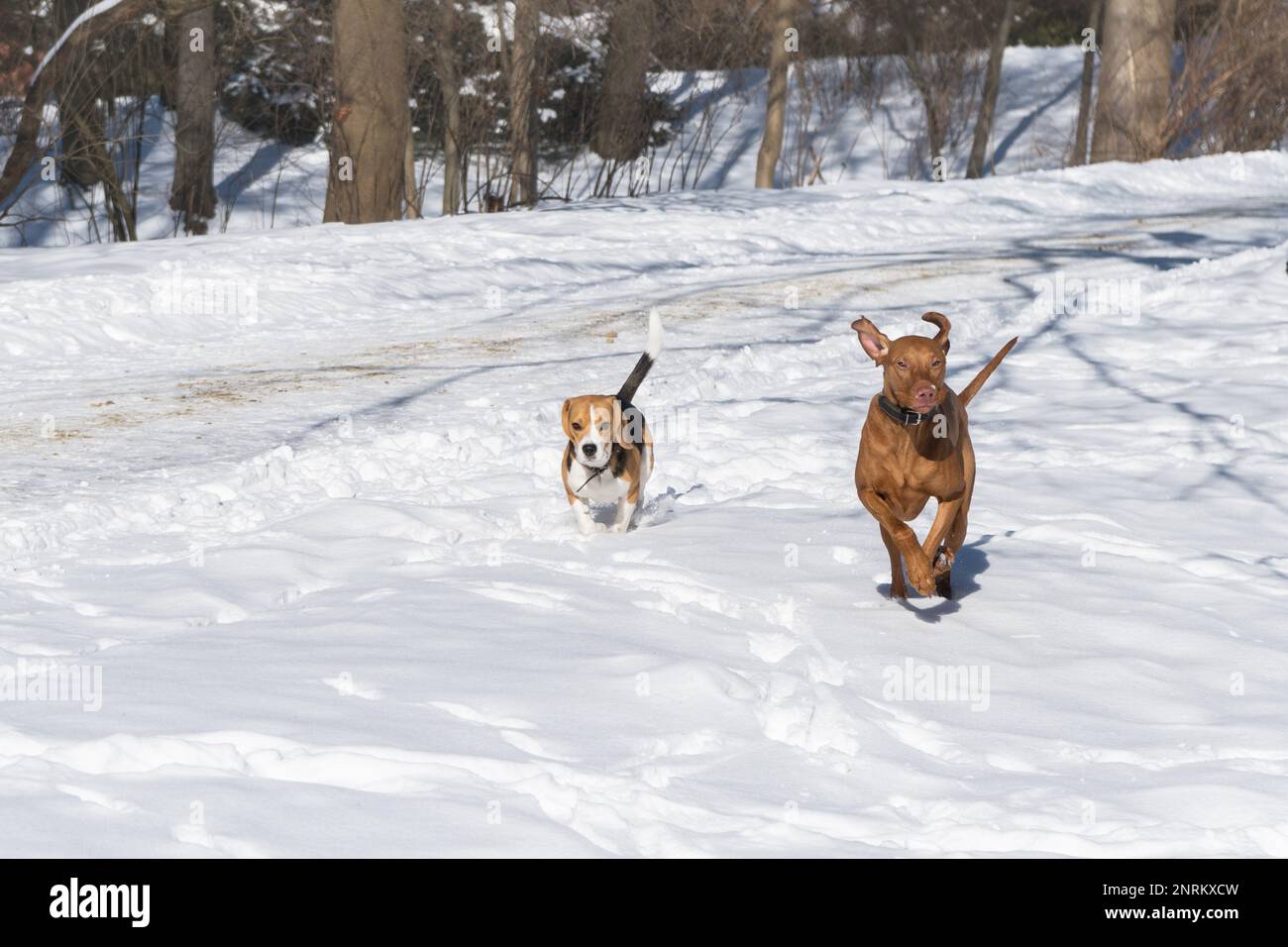 Beagle wearing warm winter coat hi-res stock photography and images - Alamy