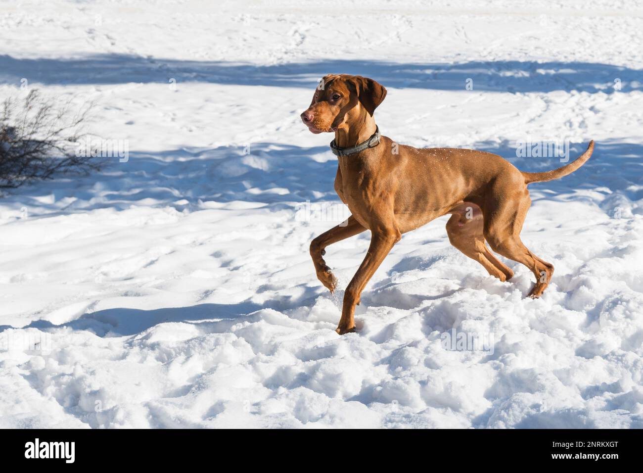 Handsome Hungarian Short Wire haired Pointing pointer Dog Vizsla ...