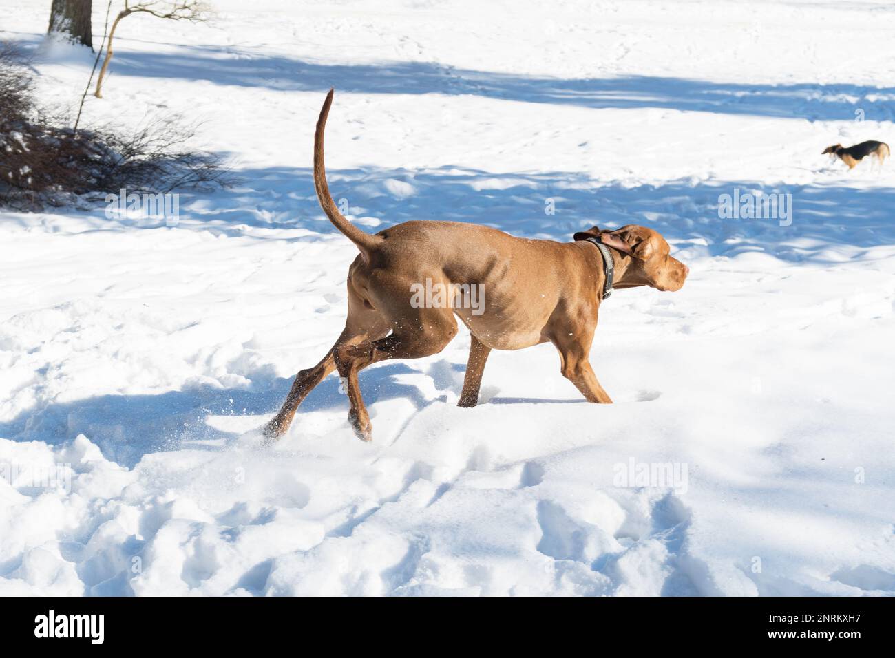 Beagle wearing warm winter coat hi-res stock photography and images - Alamy