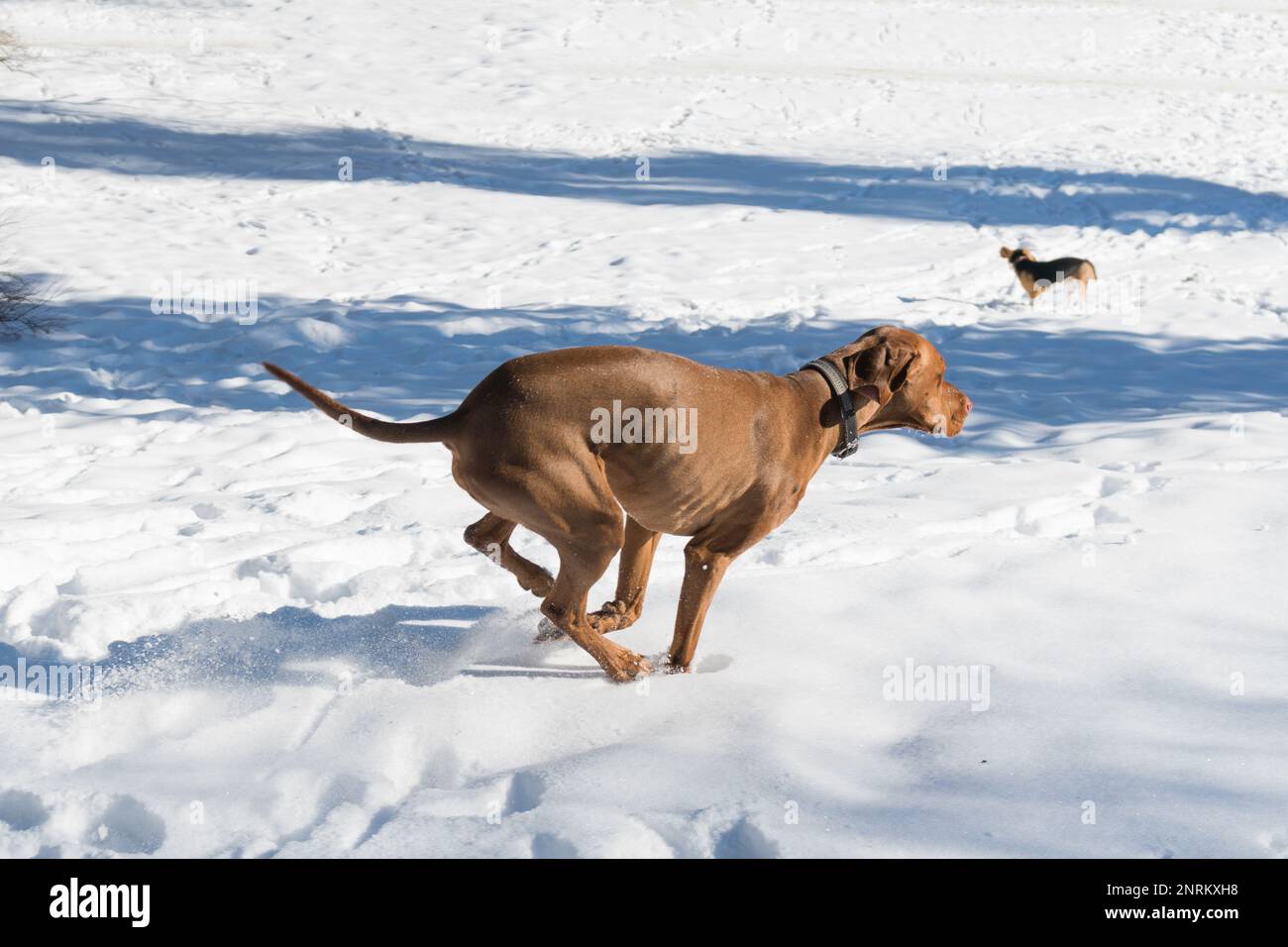 Beagle wearing warm winter coat hi-res stock photography and images - Alamy
