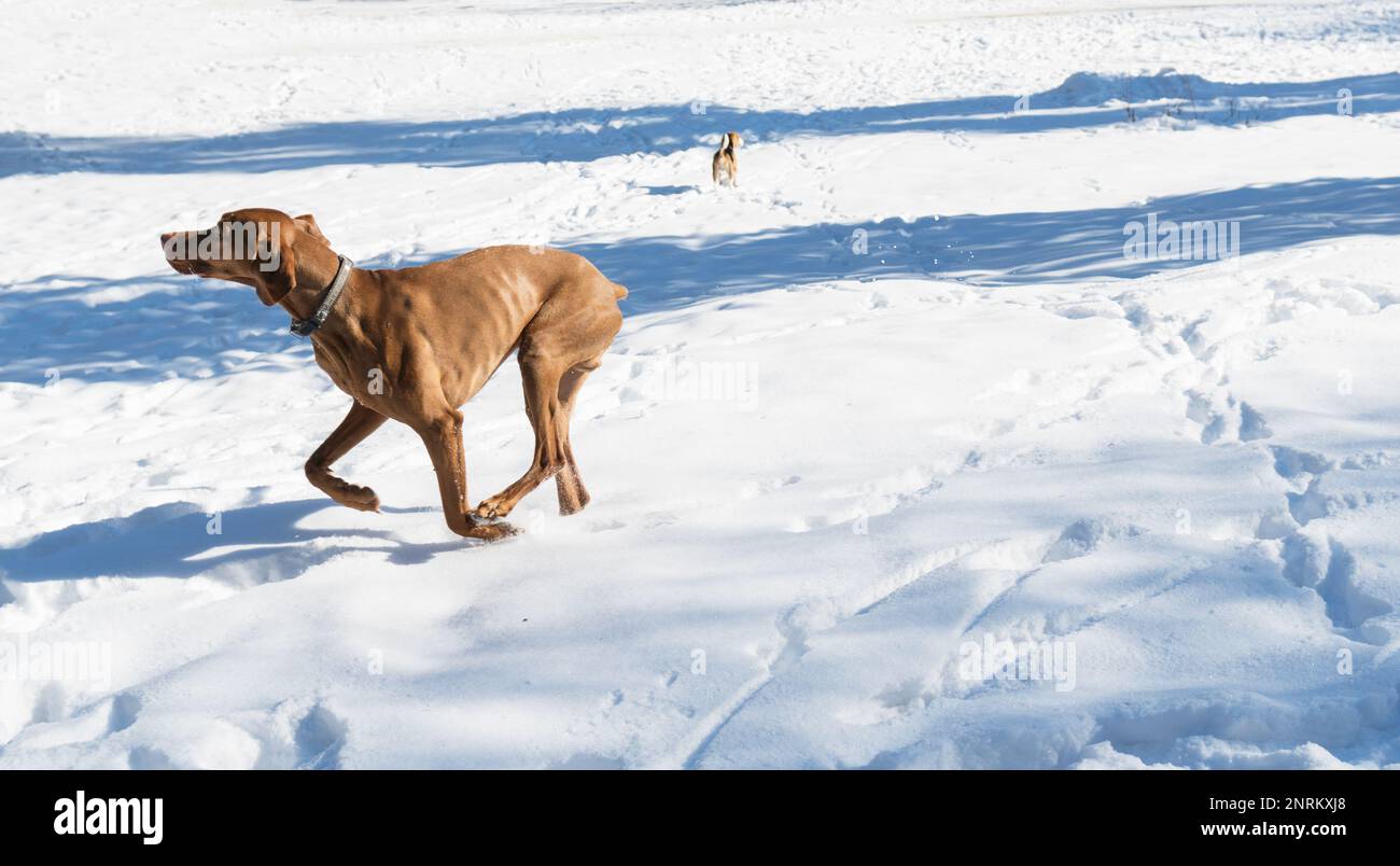 Beagle wearing warm winter coat hi-res stock photography and images - Alamy