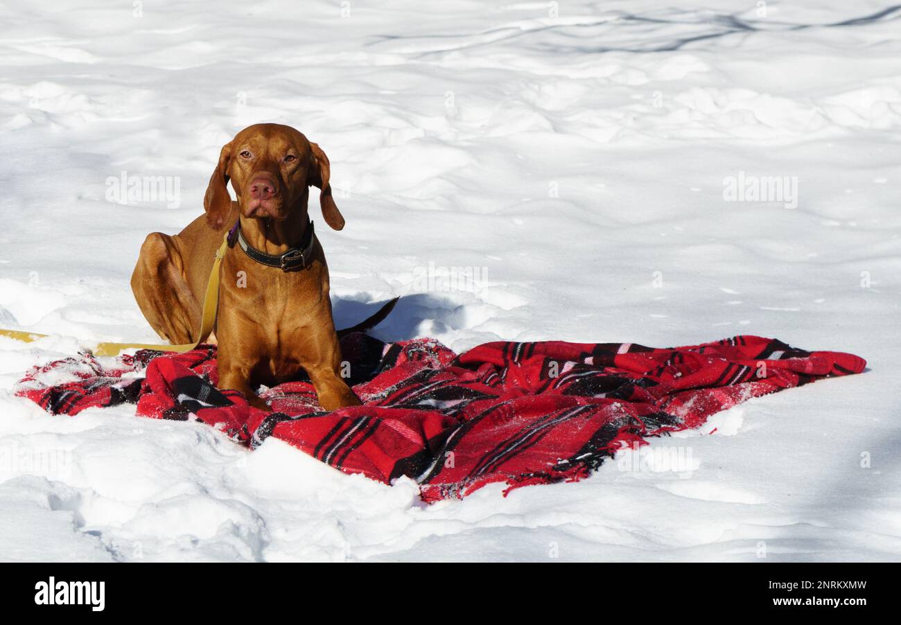 Handsome Ginger Hungarian Short Wire haired Pointing pointer Dog Vizsla ...