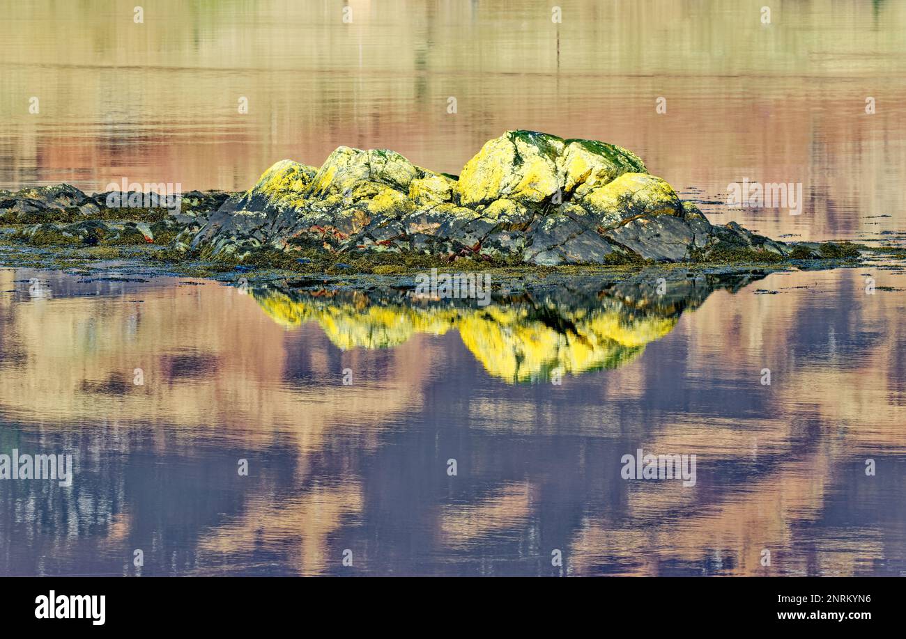 Lichen colours hi-res stock photography and images - Alamy