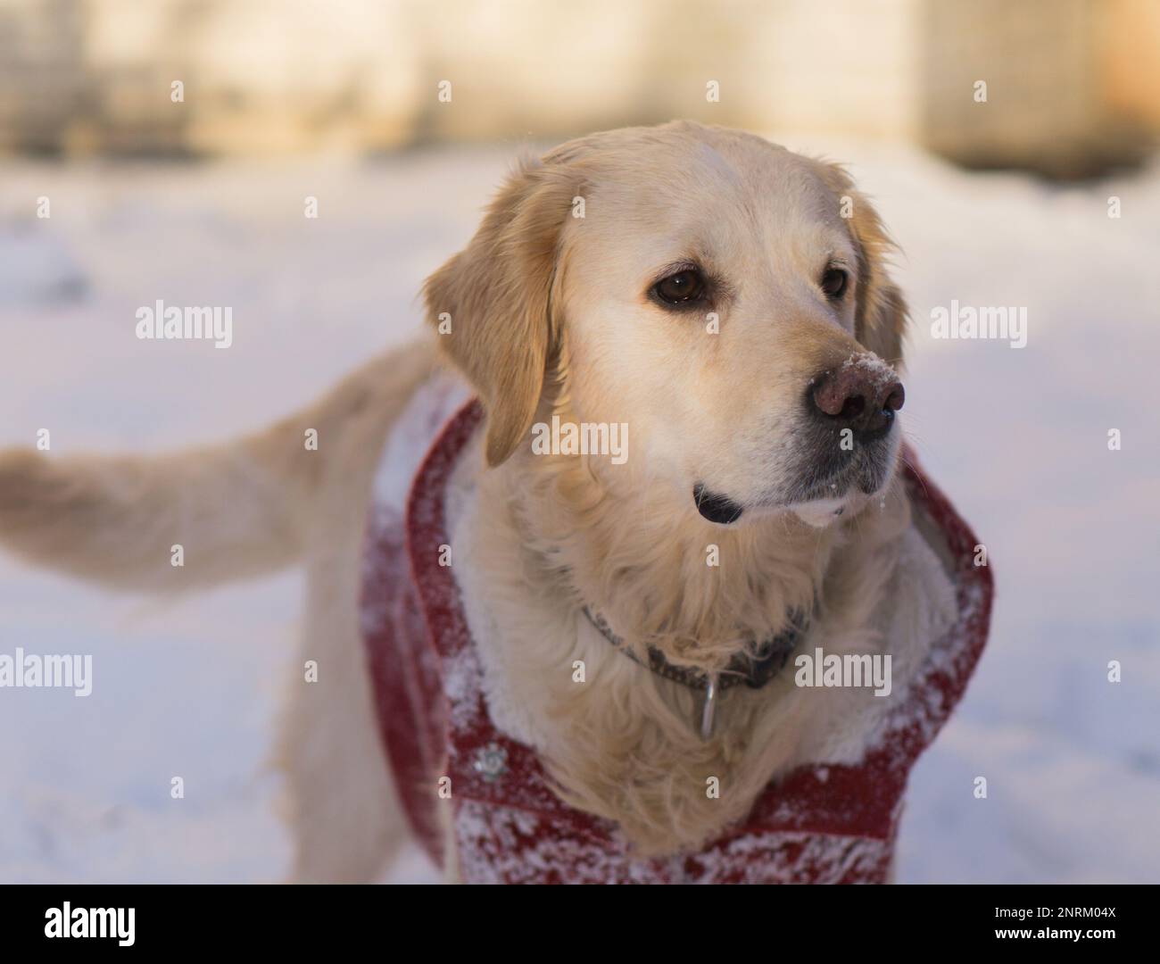 Adorable golden retriever dog wearing warm red coat. Winter in park ...