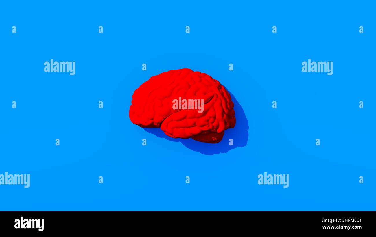 Bright Red Human Brain Vivid Blue Background Medical Mind Intelligence ...