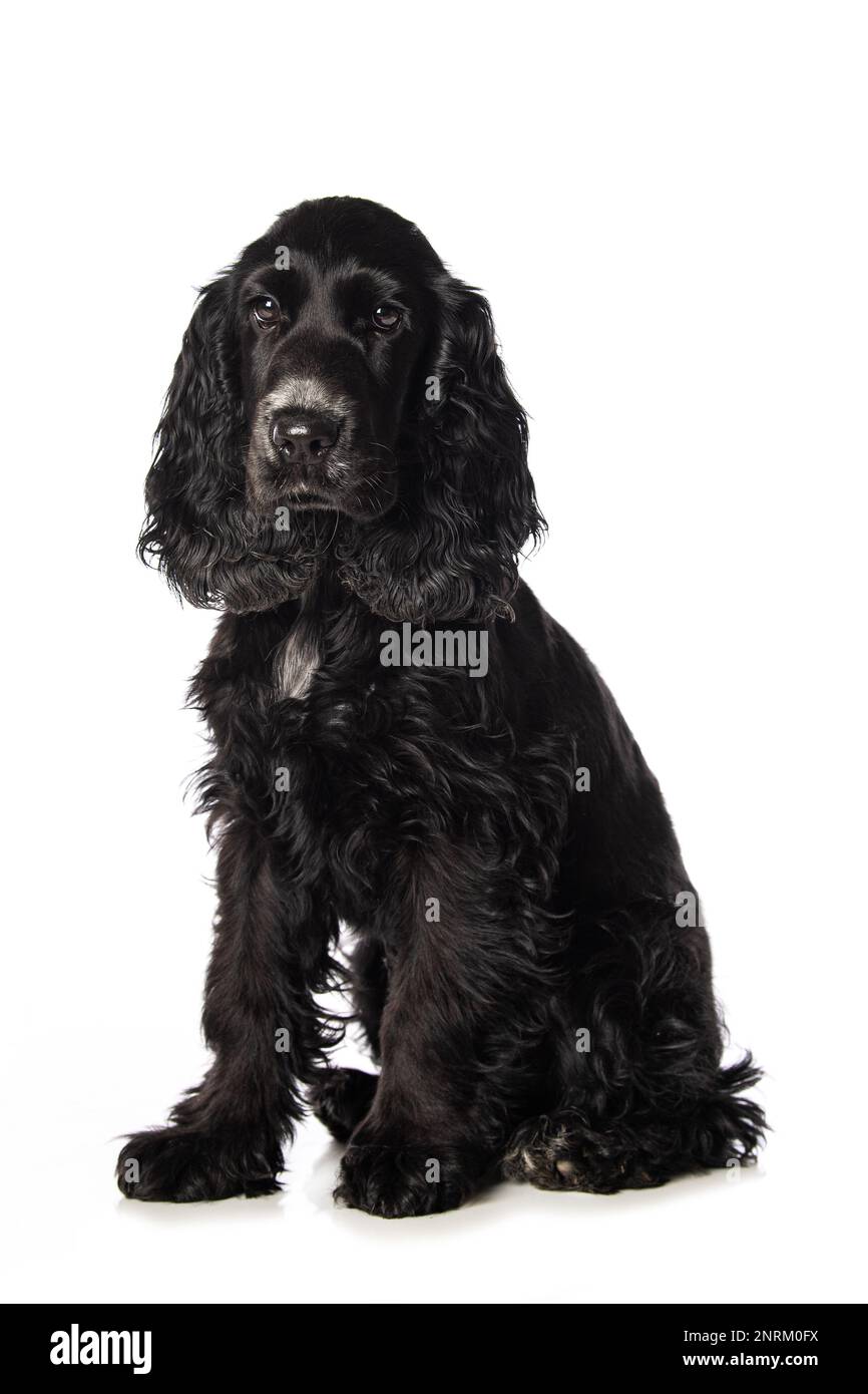 Cocker spaniel puppy on white background looking to the camera Stock ...