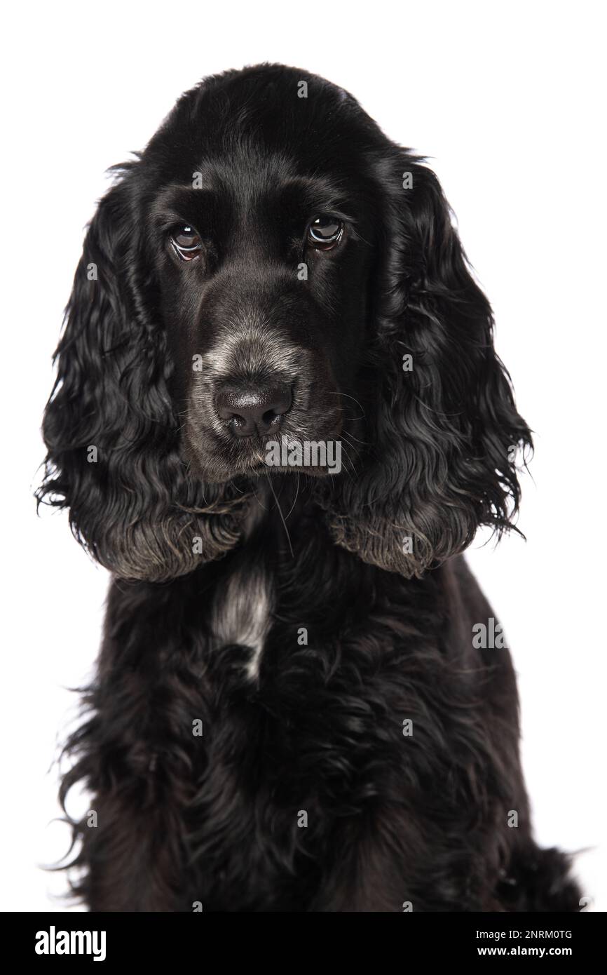 Cocker spaniel puppy on white background looking to the camera Stock ...