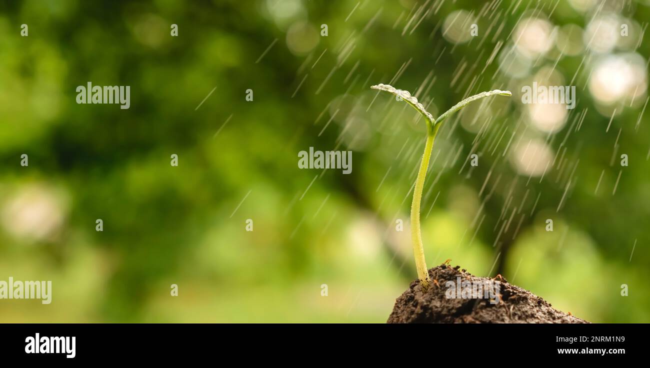 Spray drops water plant sprout soil plant seedling sprout. Watering ...