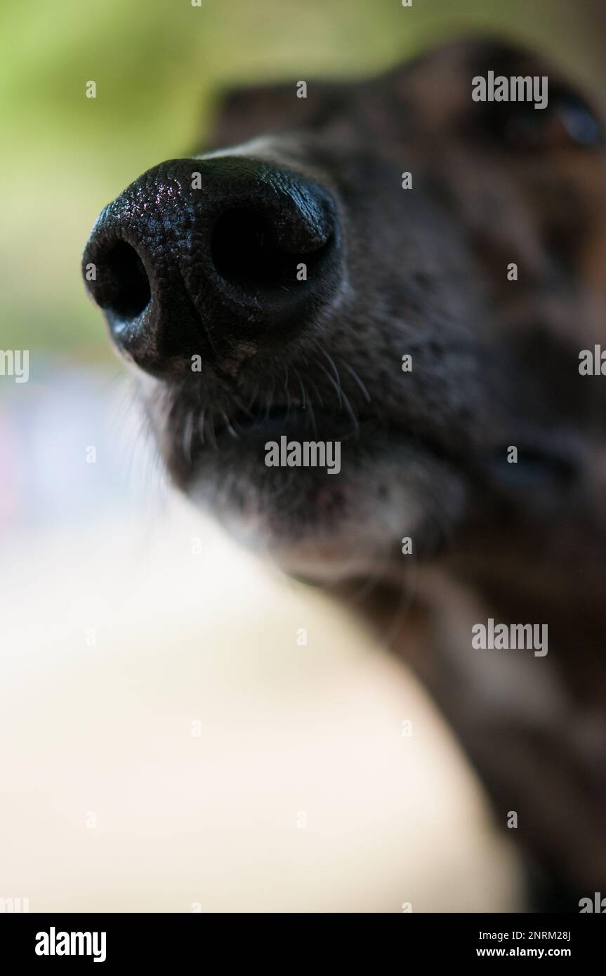 Mans nose hi-res stock photography and images - Alamy