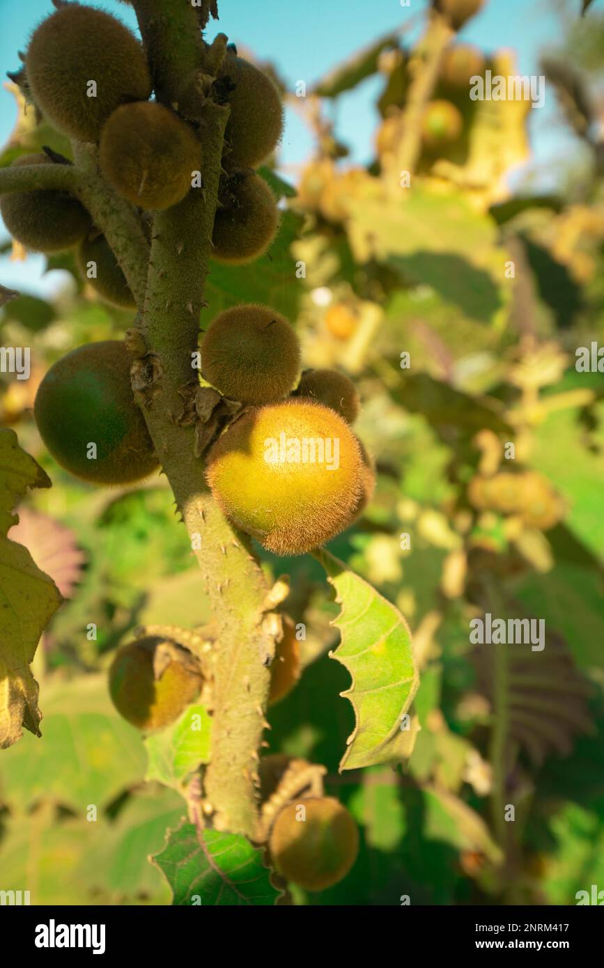 Naranjilla fruits still hanging from the tree surrounded by leaves on a ...