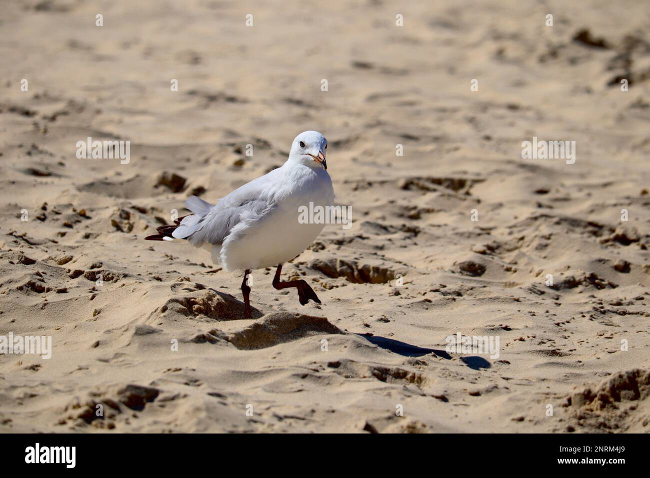 A Seagull walks on the beach in Australia Stock Photo - Alamy