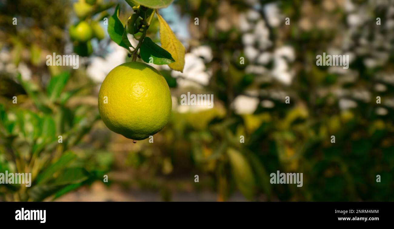 Grapefruit harvest hi-res stock photography and images - Alamy