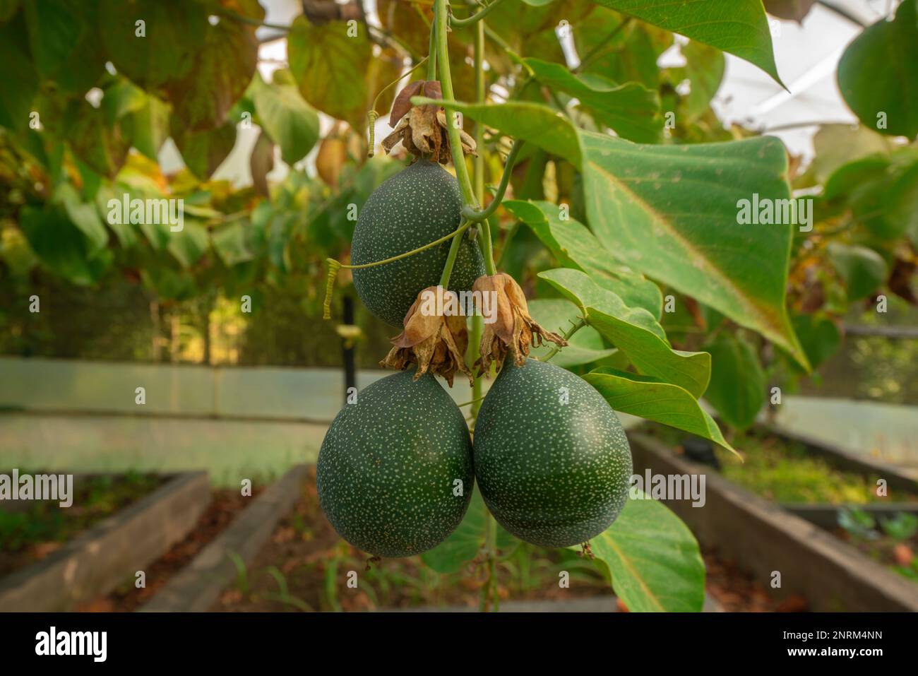 Granadilla or Chinese pomegranate fruits hanging from the plant ...