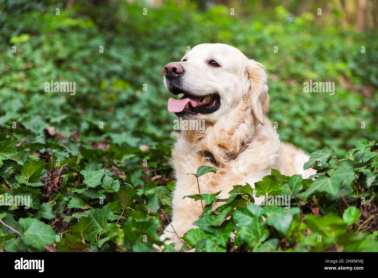 Happy smiling young adorable golden retriever dog sitting on spring ...