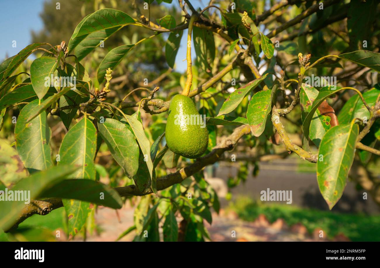 Green avocado fruit hanging on the tree surrounded by leaves on a sunny ...