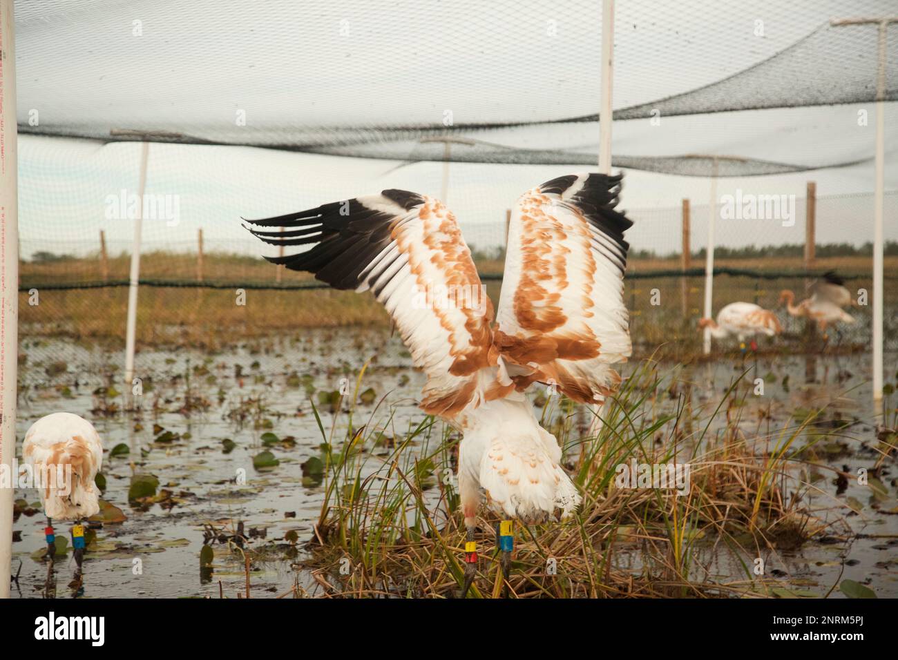 This photo provided by the Louisiana Department of Wildlife and Fisheries shows a few young ...