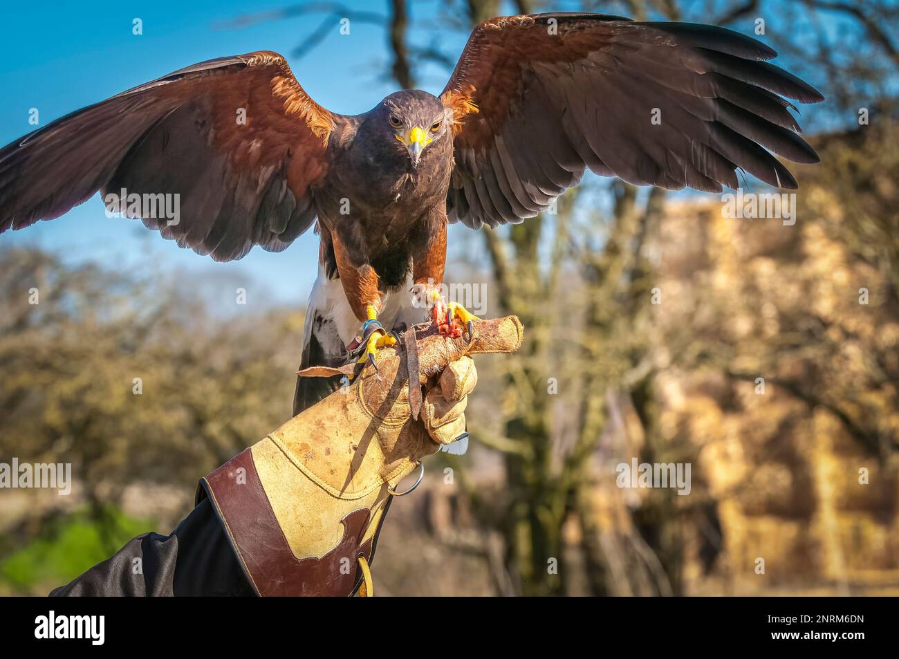 Harris’s Hawk, or Harris Hawk (Parabuteo unicinctus) sat on a falconer ...