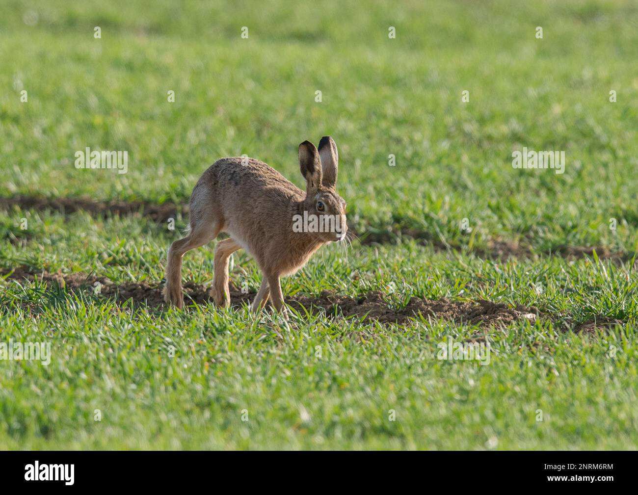 A Brown Hare ( Lepus europaeus) accelerating across the farmers crop ...