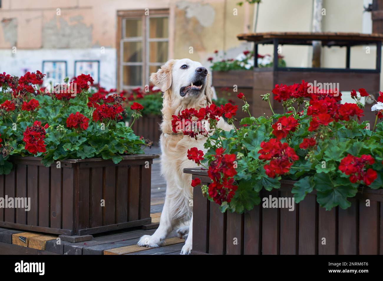 Happy young adorable golden retriever puppy dog sitting near wooden ...