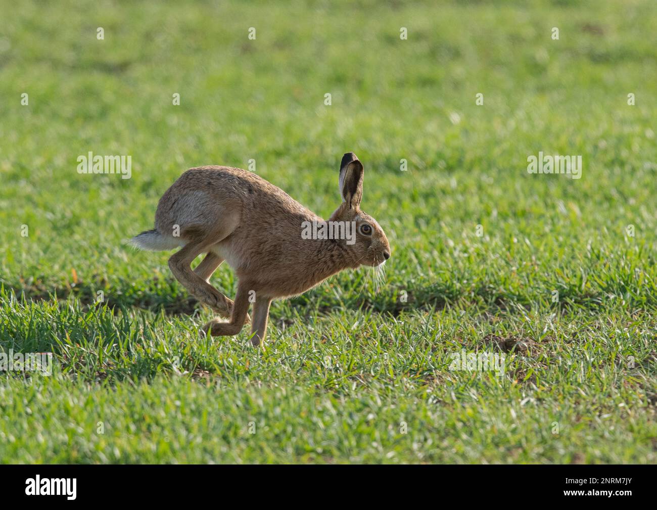 A Brown Hare ( Lepus europaeus) sprinting across the farmers crop, side ...