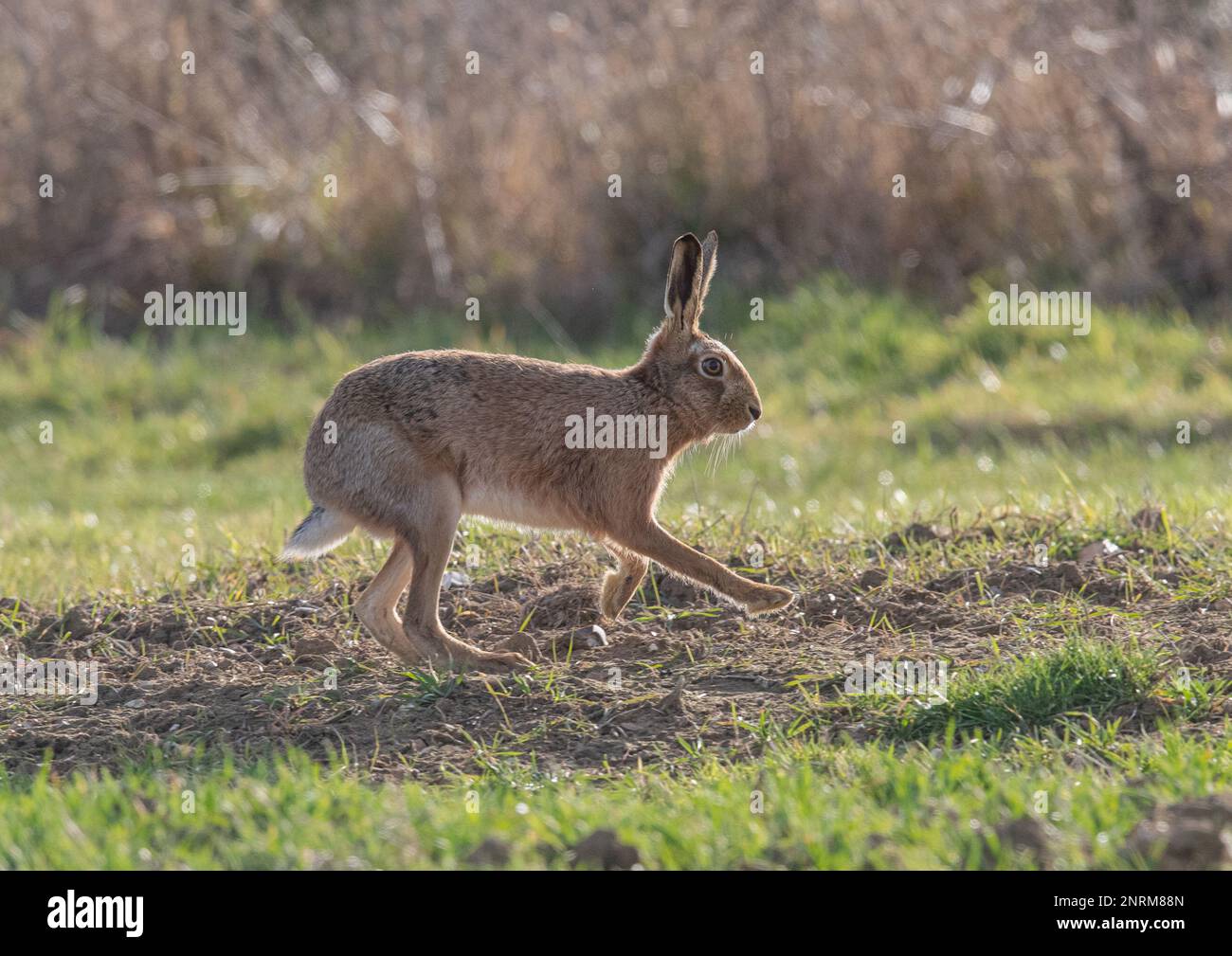 A Brown Hare ( Lepus europaeus) crossing a field margin, side on ...