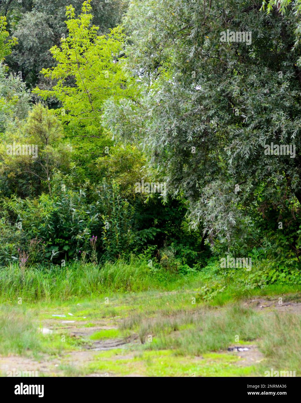 Lush crowns of willow trees near the grass in the summer forest Stock ...