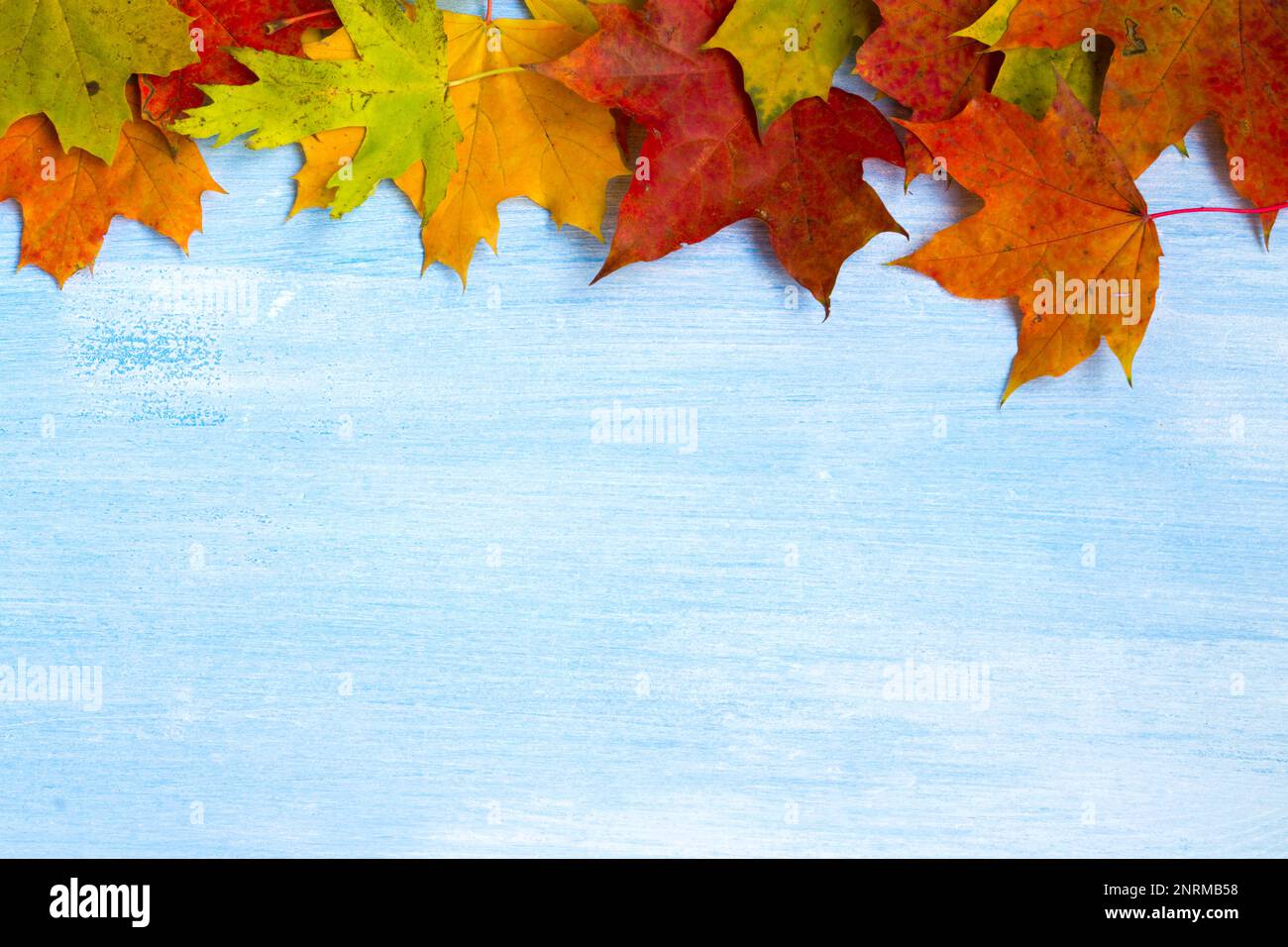 Sunrays falling on plant hi-res stock photography and images - Alamy