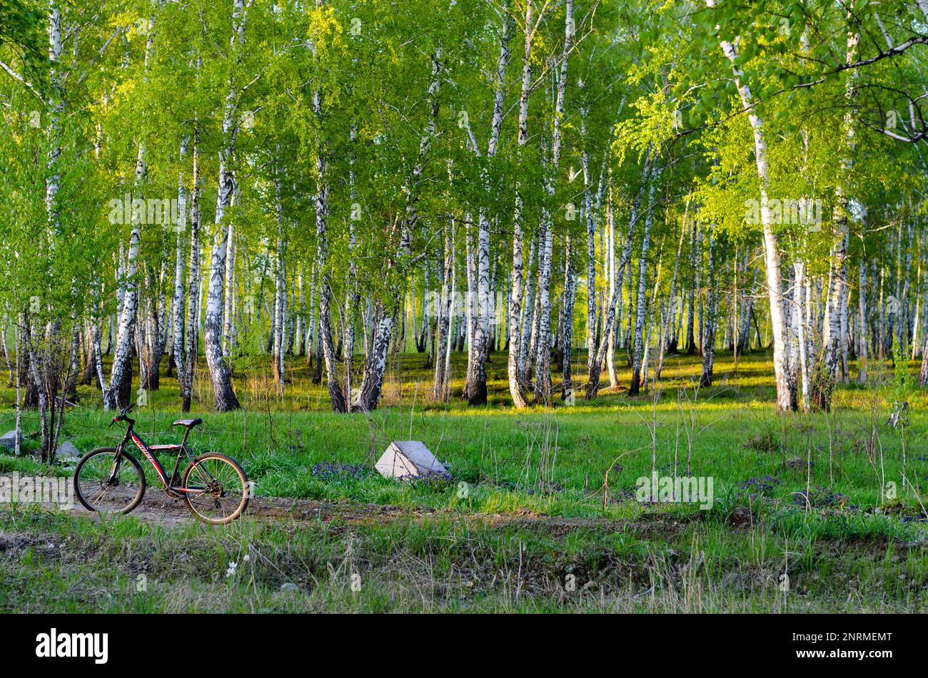 The bicycle stands on a country road in a birch forest without people ...