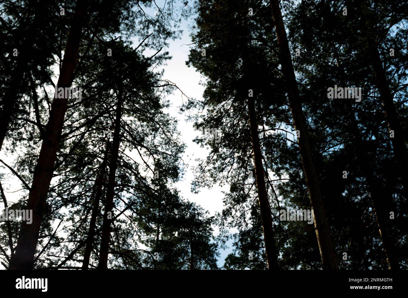 In shadow high trees hi-res stock photography and images - Alamy