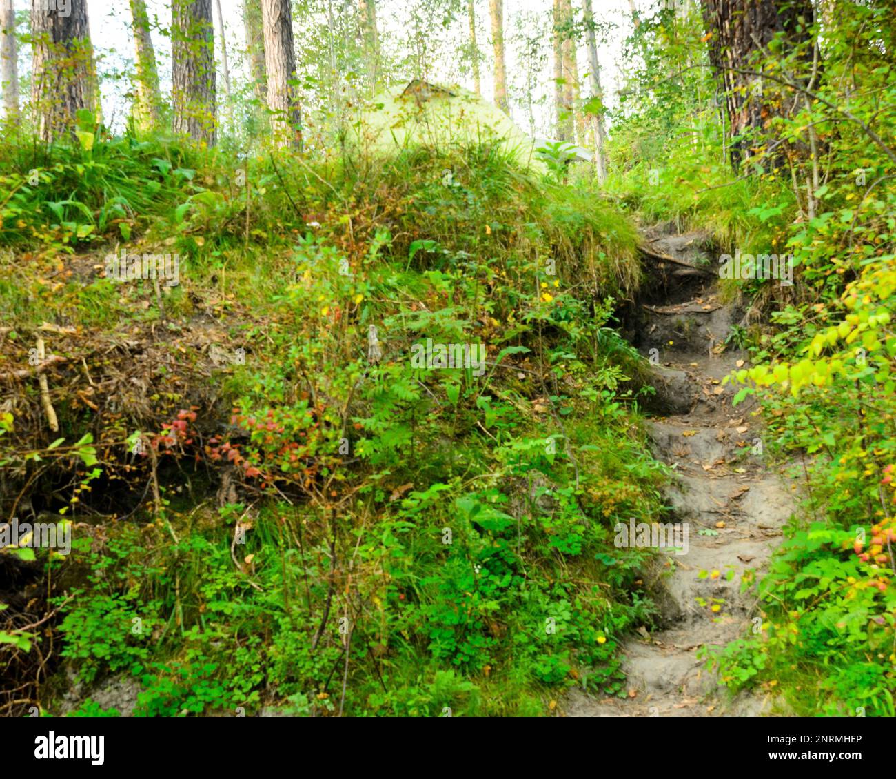 The path on the hill leads to the forest among the grass and trees in ...