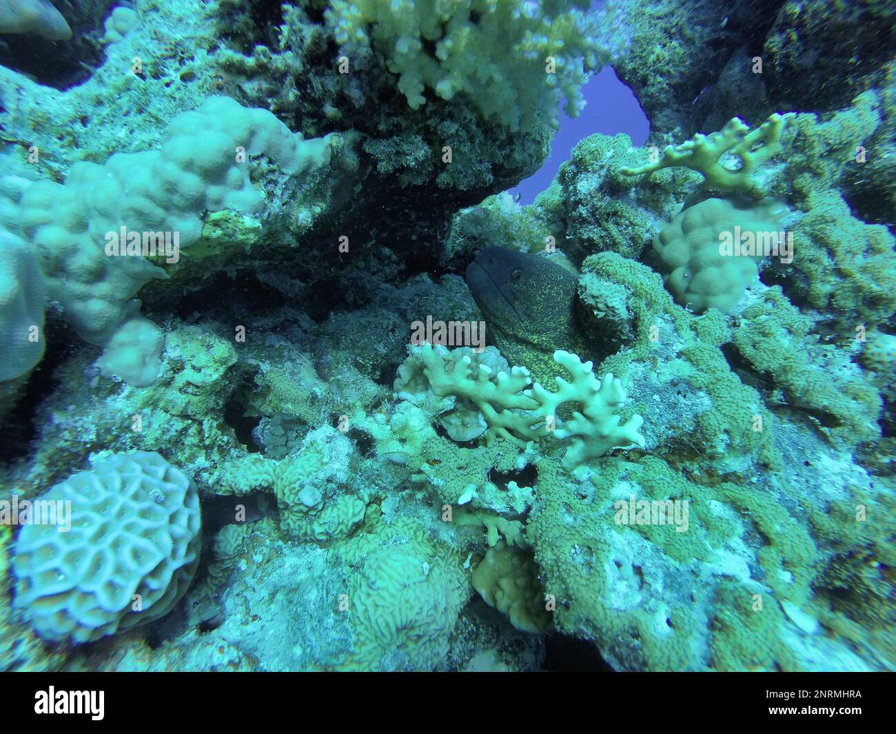 Sea moraine hides in a cave in a coral reef and looks out with its head ...