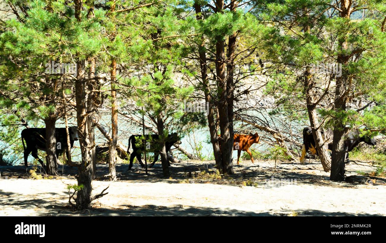 Group cows trees in background hi-res stock photography and images - Alamy