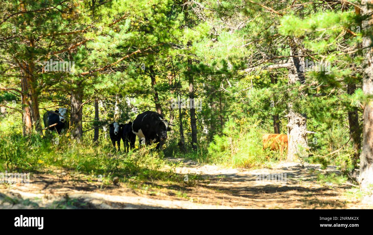 Group cows trees in background hi-res stock photography and images - Alamy