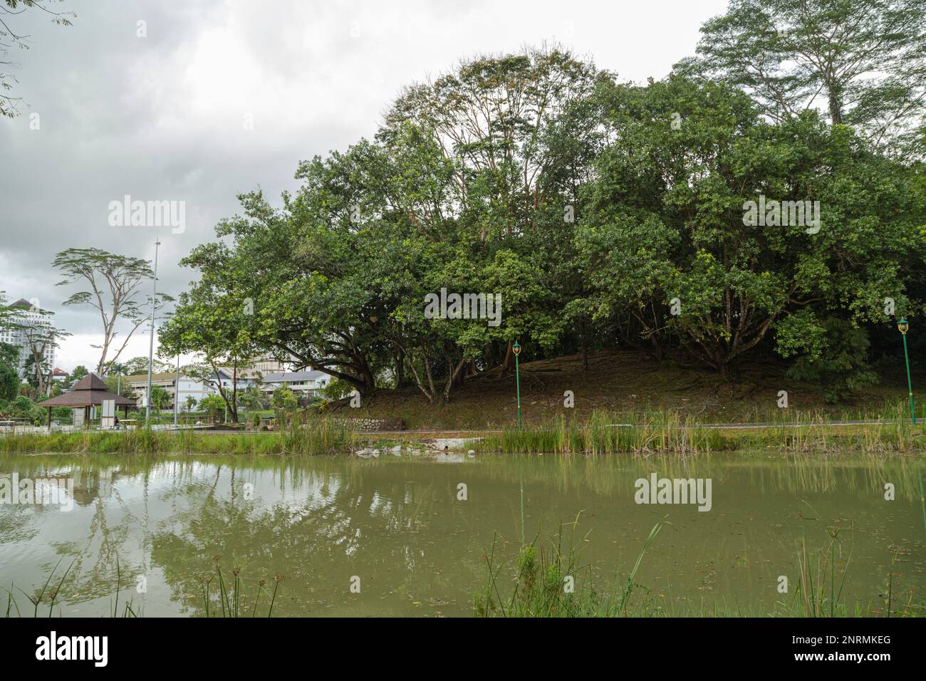 City park in Kuching, Malaysia, tropical garden with large trees and ...