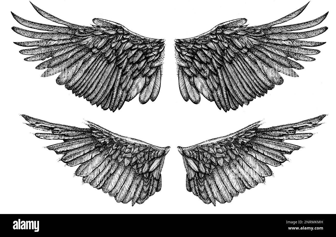 Wings set sketch. Hand-drawn heraldic bird or angel wings, jpeg high-resolution image Stock ...