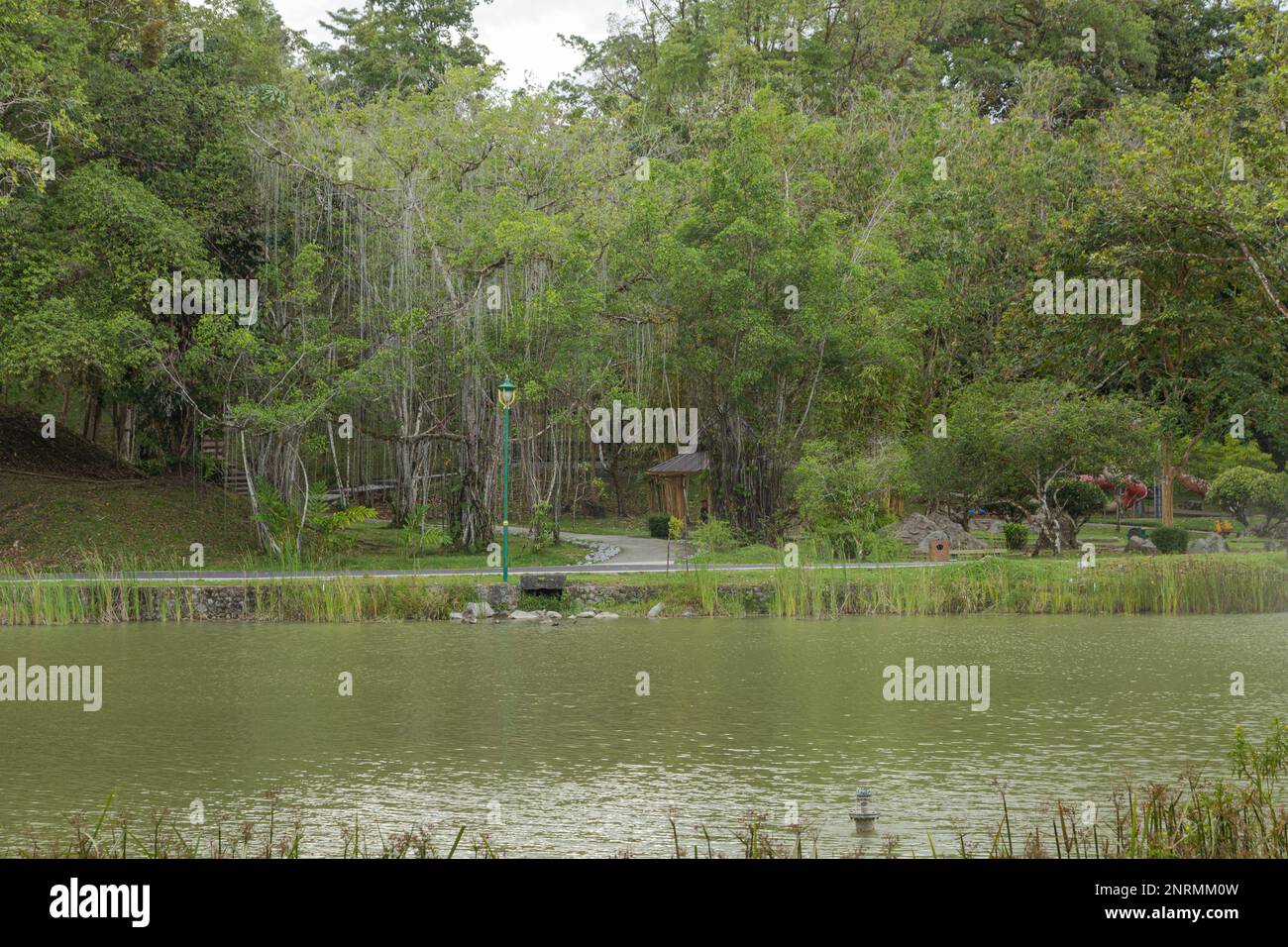City park in Kuching, Malaysia, tropical garden with large trees and ...