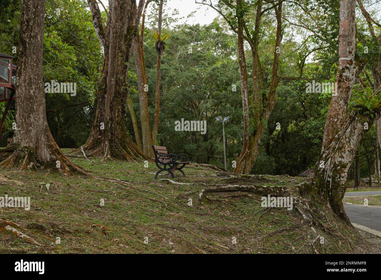 City park in Kuching, Malaysia, tropical garden with large trees and ...