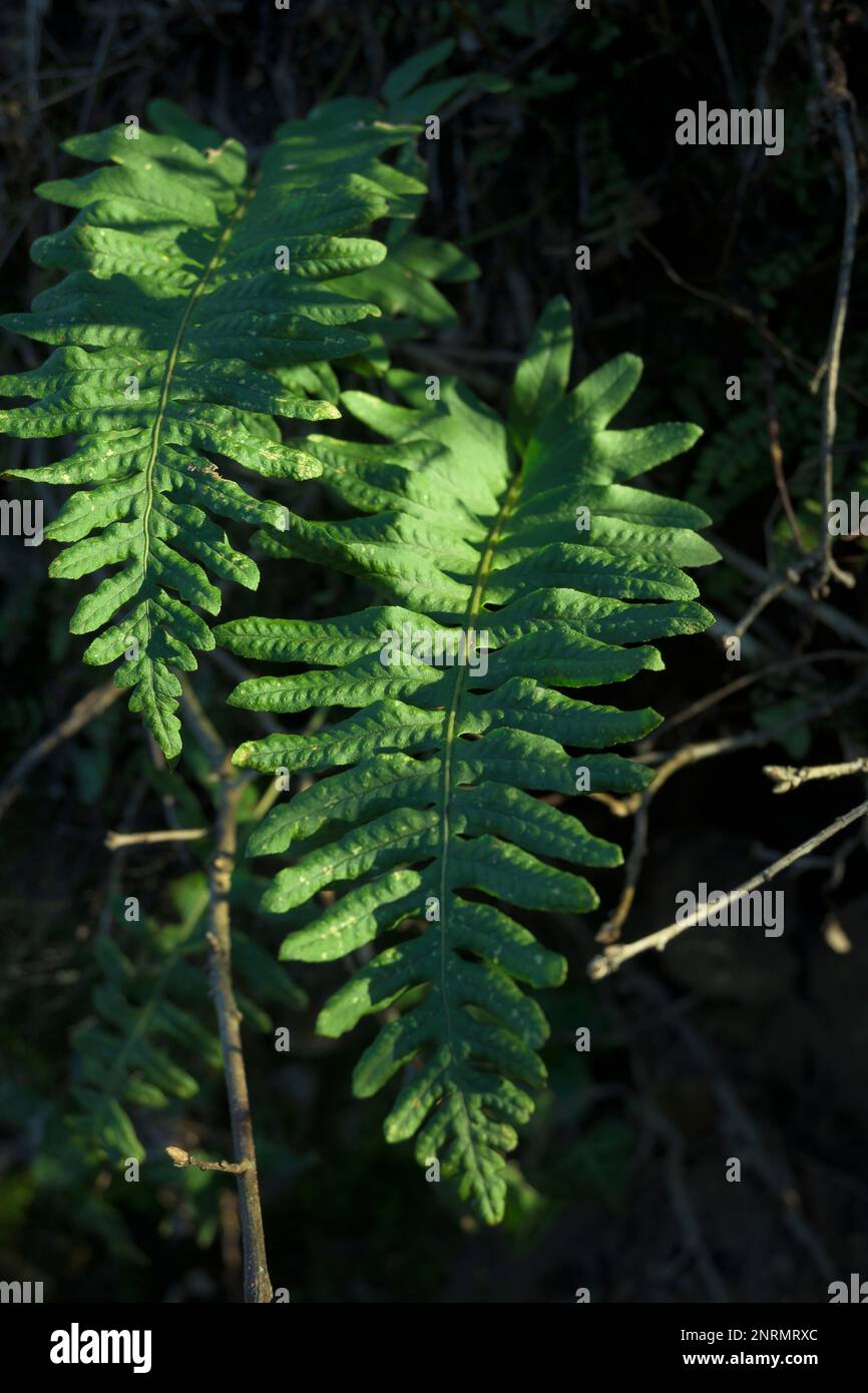 Filicopsida green fern in portrait in forest with sunny areas Stock ...