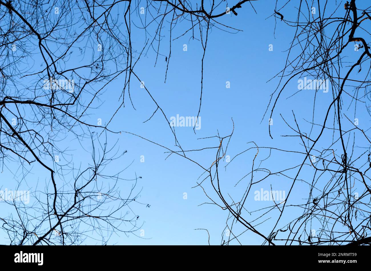Spring tree branches without leaves against the blue sky Stock Photo ...
