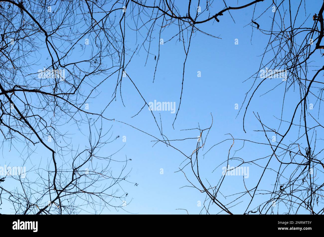 Spring tree branches without leaves against the blue sky Stock Photo ...