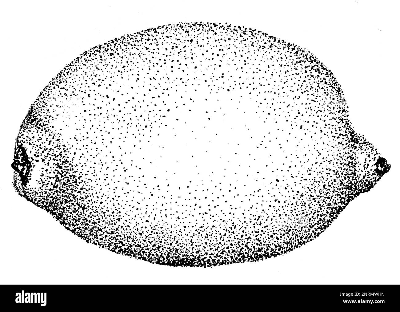 Lemon fruit isolated outline Black and White Stock Photos & Images - Alamy