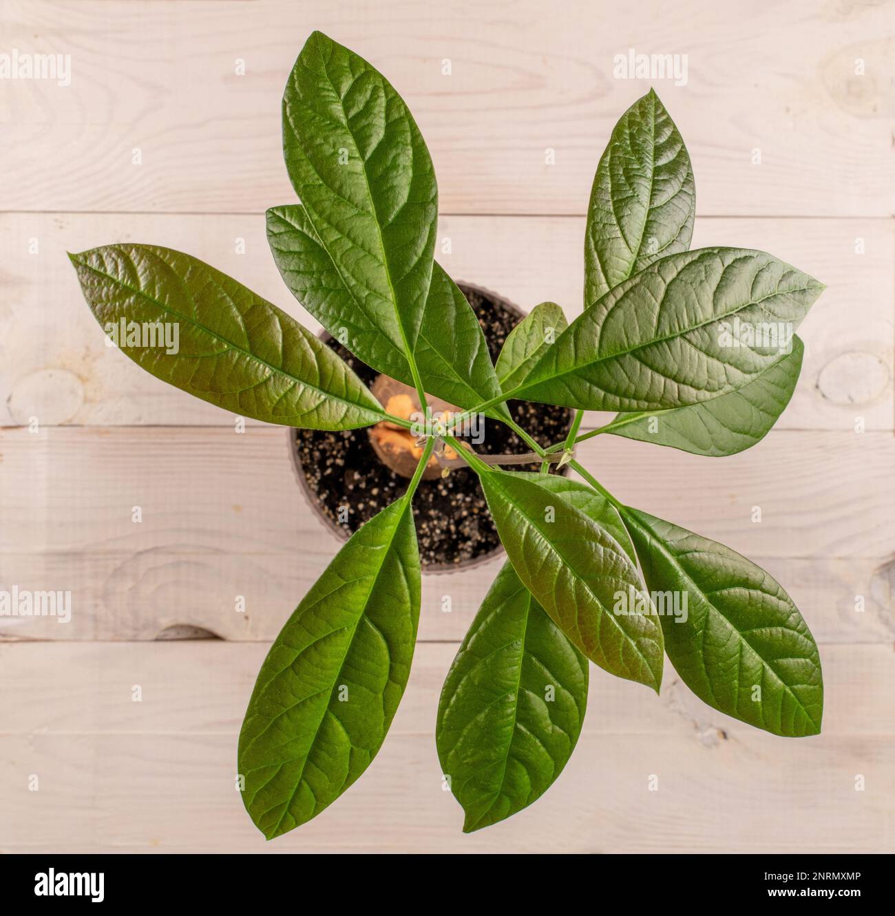 One avocado seed sprout in a clay pot, macro, top view Stock Photo - Alamy