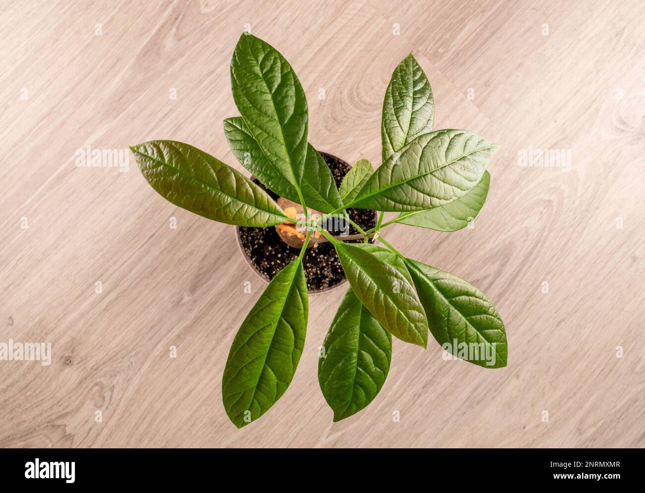 One avocado seed sprout in a clay pot, macro, top view Stock Photo - Alamy