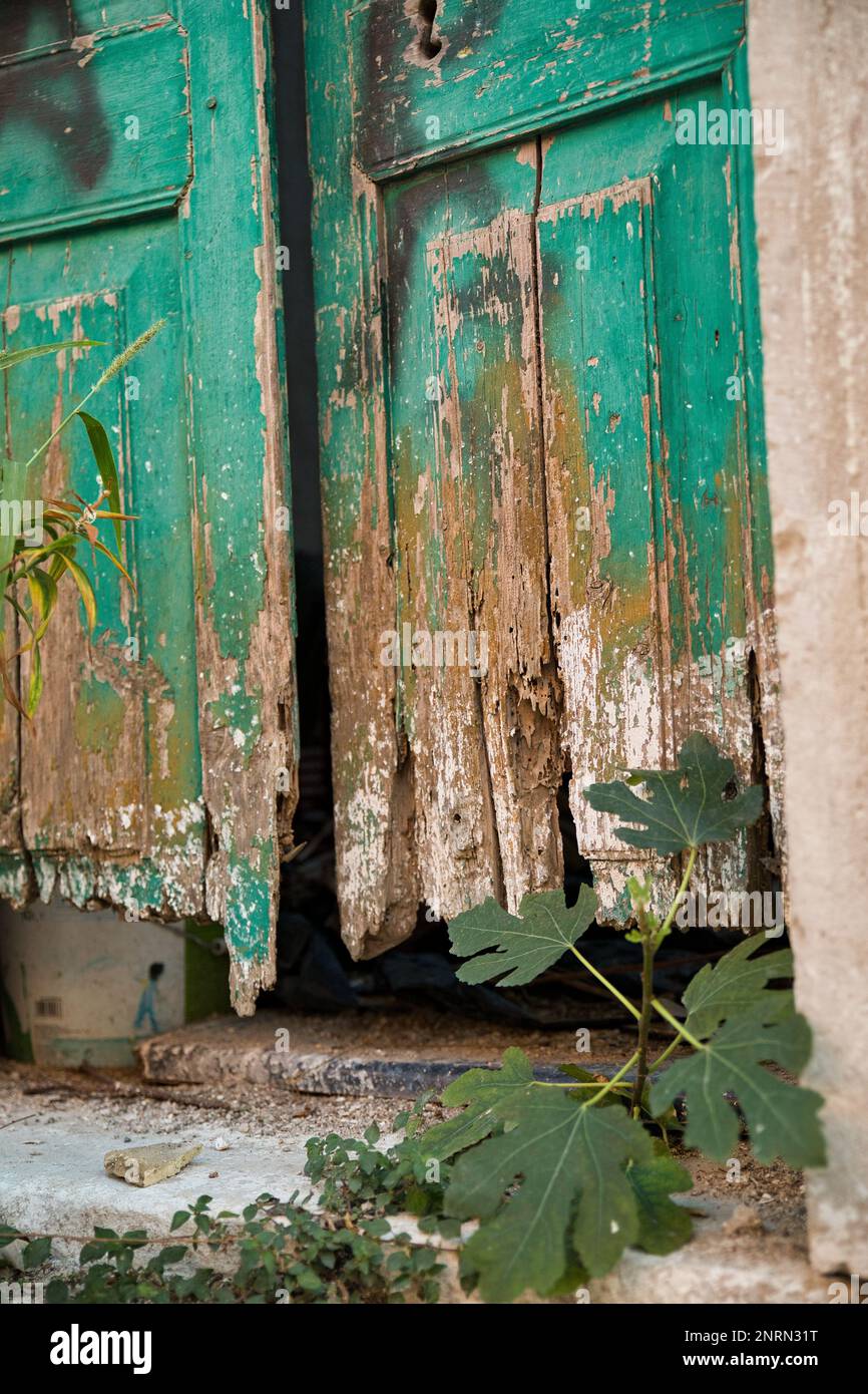 Abandoned place of residence: Decayed, green door under which a plant ...