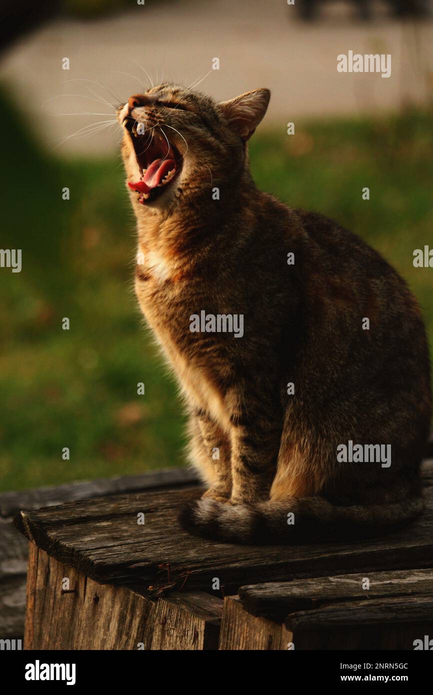 Animalcolors hi-res stock photography and images - Alamy